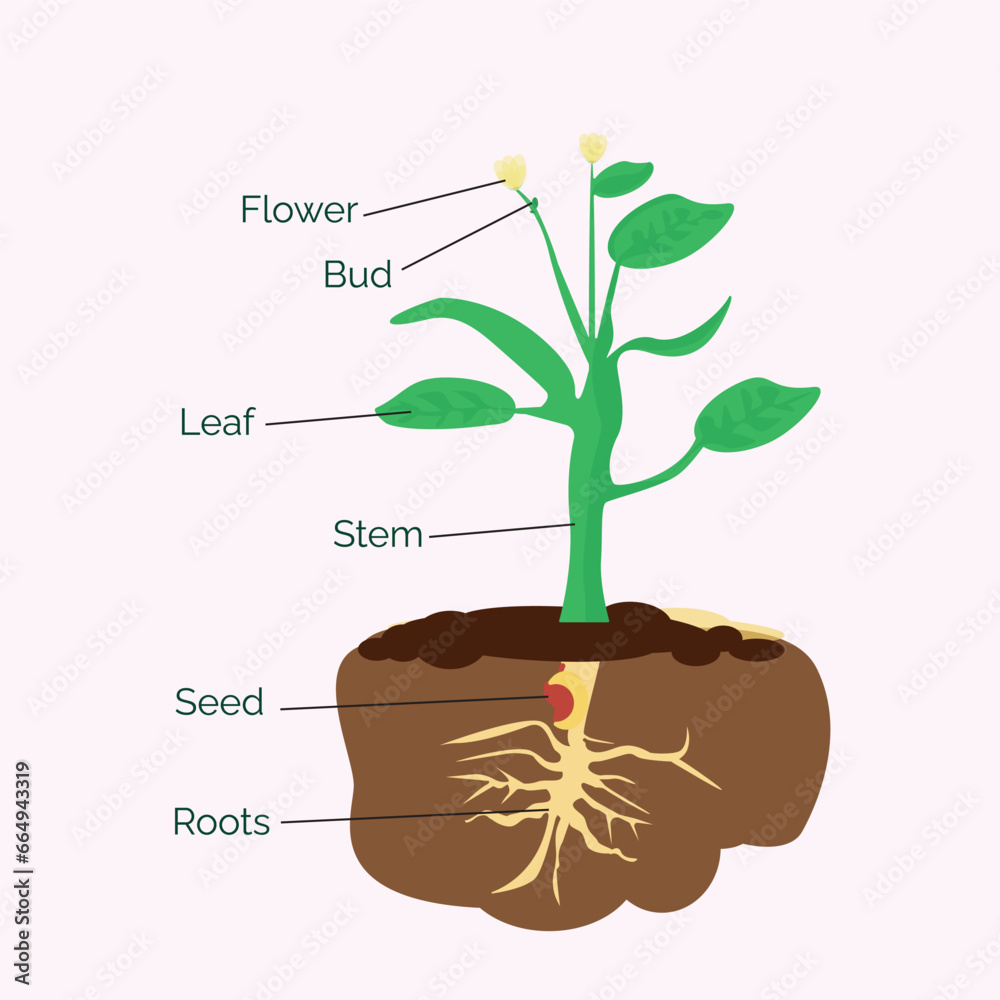 Parts of plant vector, illustration. Detail diagram of plant. Stock ...