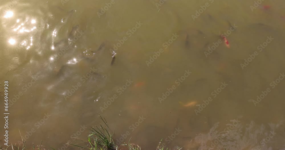 different types of fish in dirty swamp water during feeding, a large ...