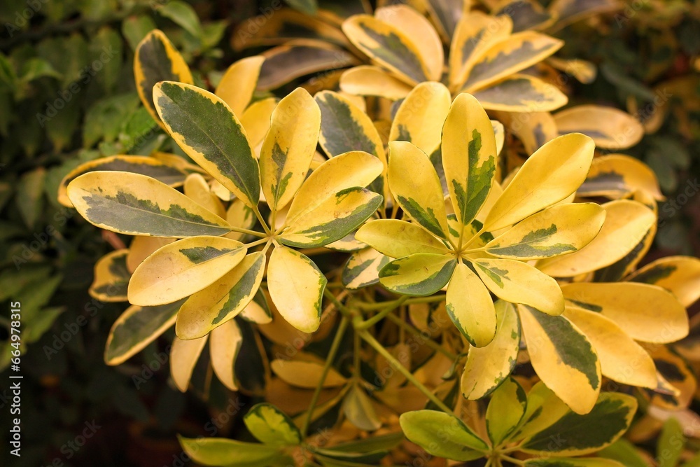 Schefflera Arboricola Janine plants or Umbrella Tree. Variegated leaves ...