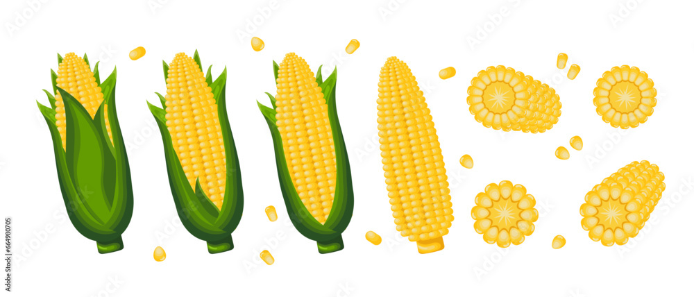 Set of corn grains and spikelets. Corn plant, Sweet corn, corn cobs ...