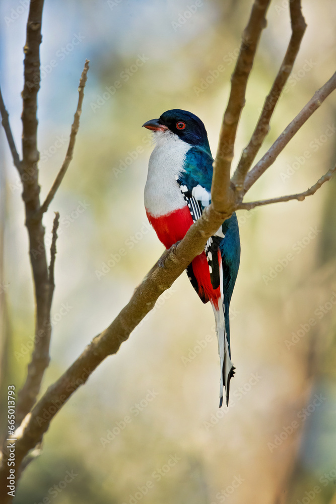 Cuban trogon or tocororo (Priotelus temnurus) is a species of bird in ...