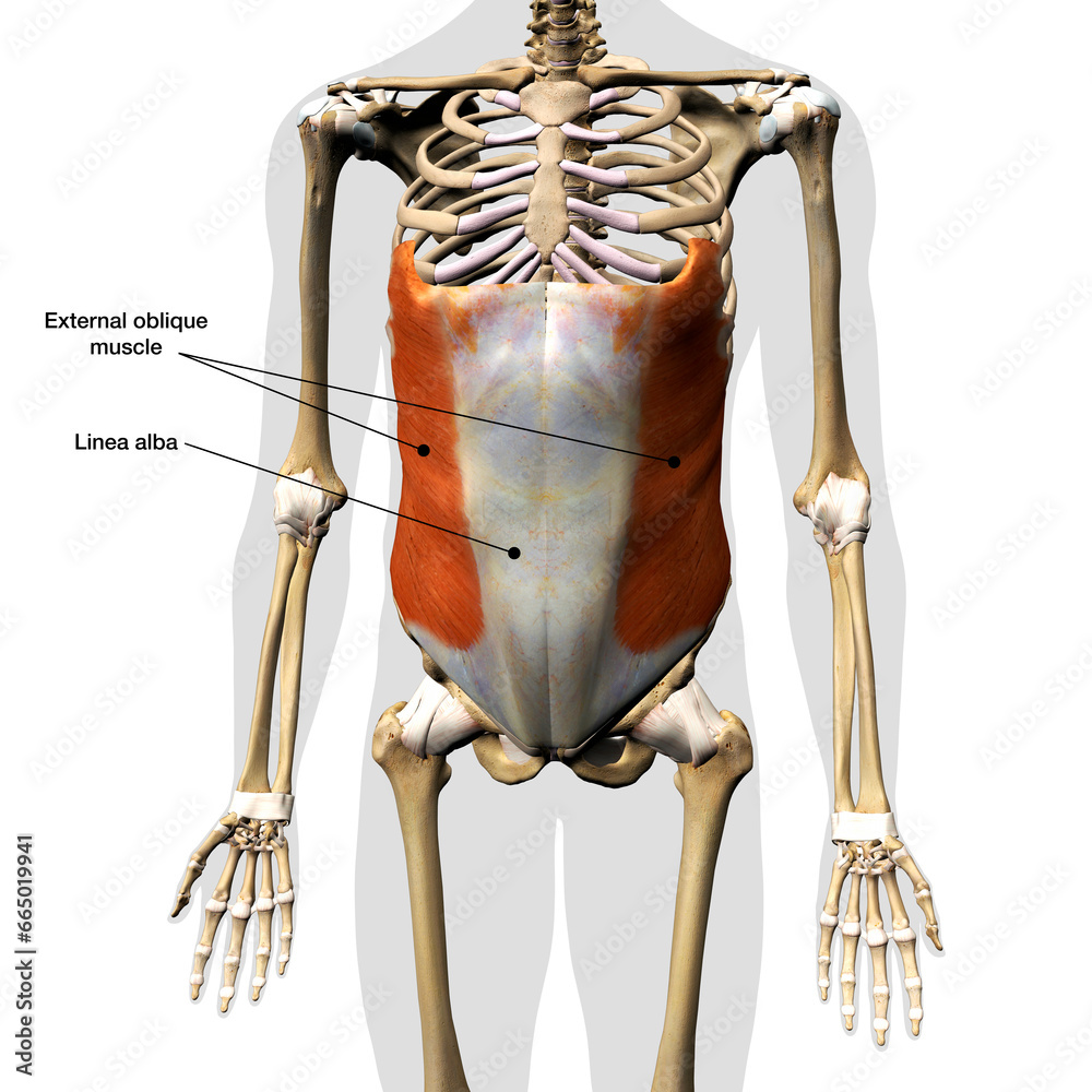Male External Oblique Muscle Labeled in Isolation on Human Skeleton, 3D ...