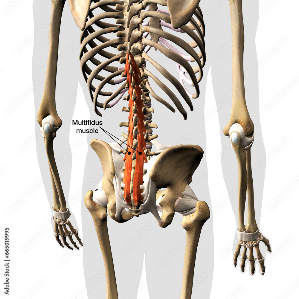 Multifidus Muscle Labeled and Isolated on the Spinal Column, 3D ...