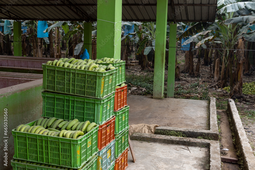 Stacked boxes with green bananas at a plantation in the lowlands of ...