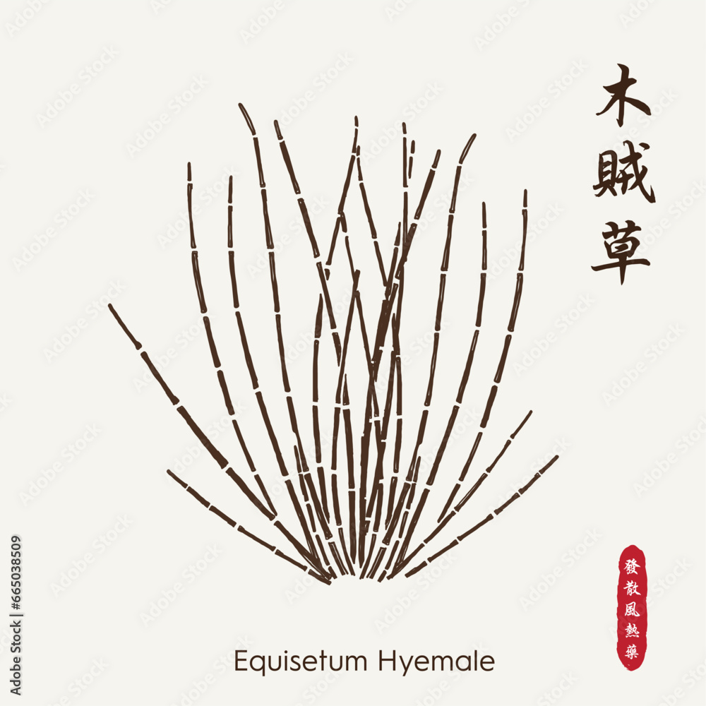 Vecteur Stock Hand drawn Equisetum Hyemale, Horsetail, Rough Horsetail ...
