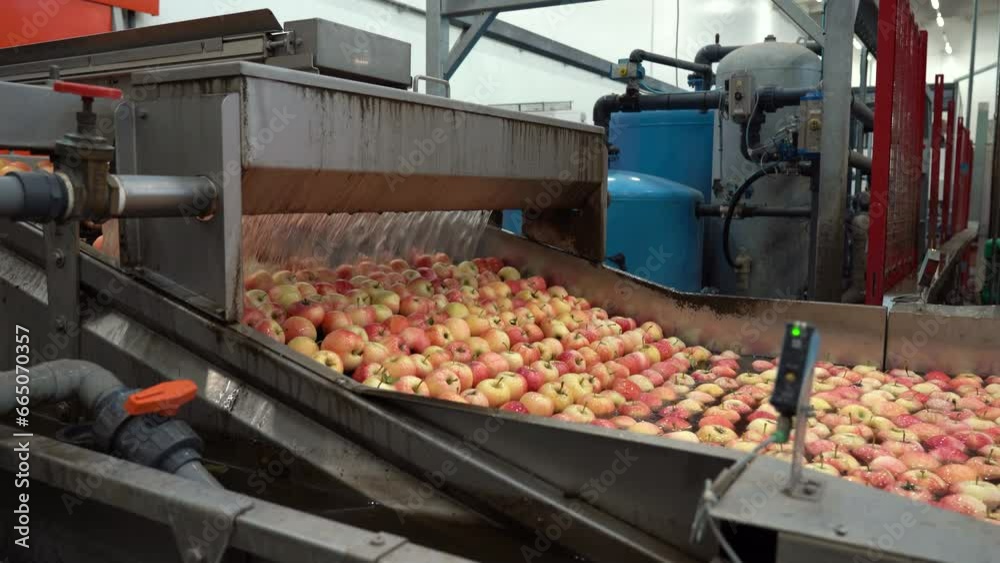 Fruit Processing Plant Equipment With Fresh Apples Floating, Being ...