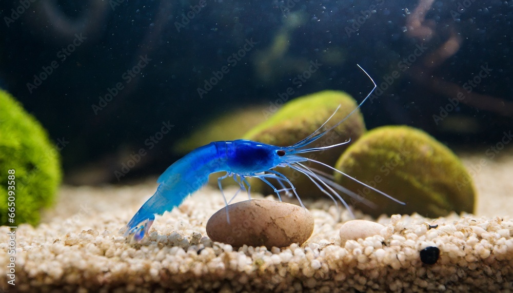 Blue Jelly Shrimp Neocaridina davidi in an aquarium with sand and ...