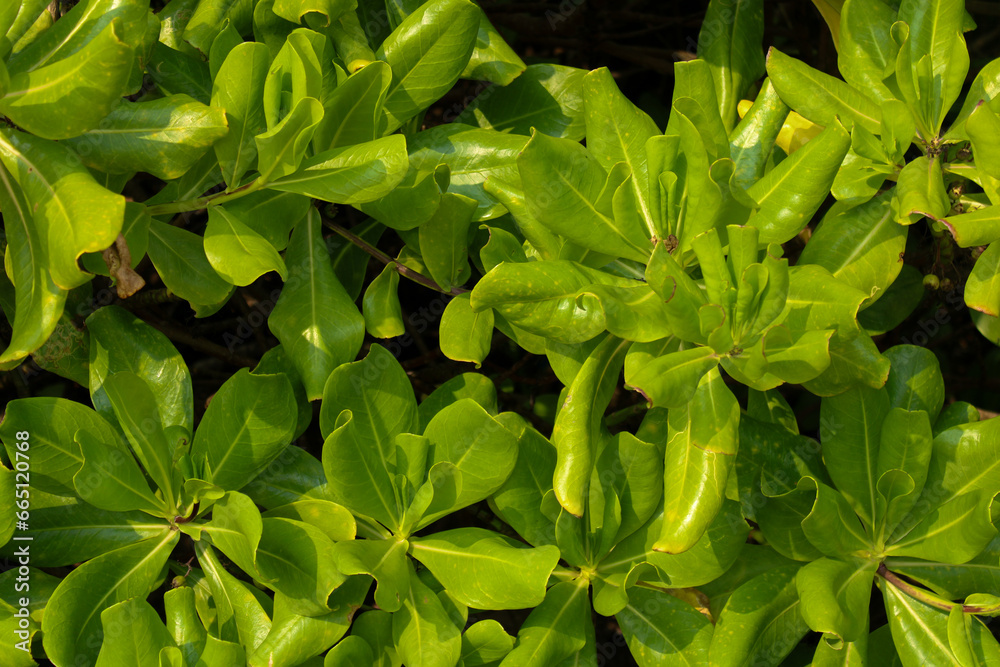 Beach Cabbage plant also known as Scaevola taccada, sea lettuce or ...
