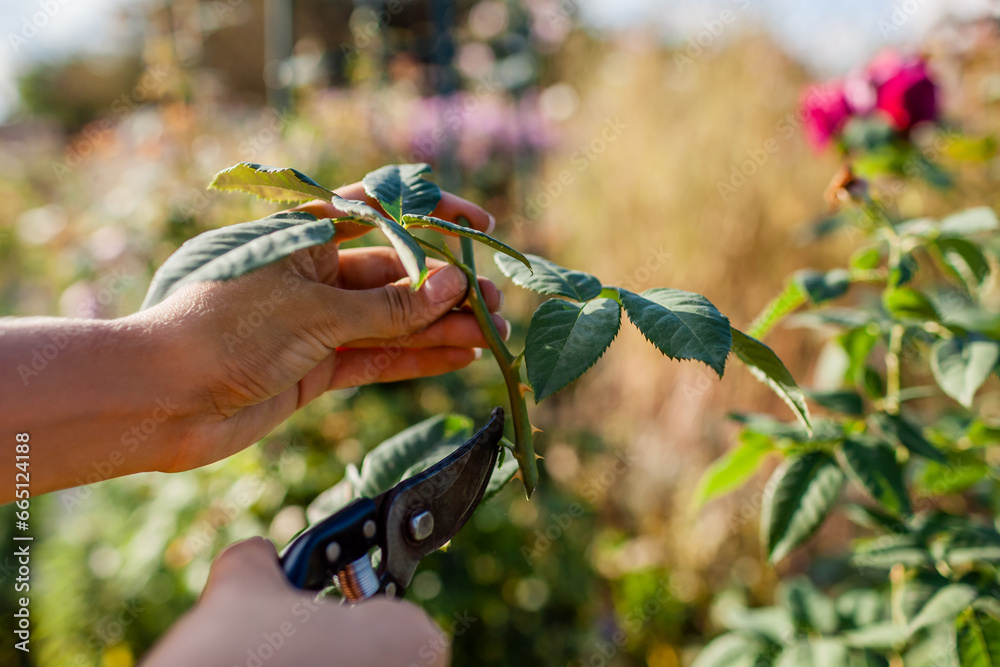 Propagation of roses. Gardener holding rose stem cutting in summer ...