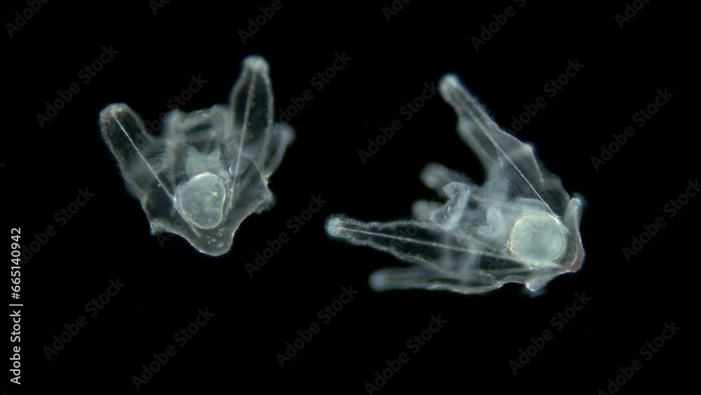 Larvae sea urchin Strongylocentrotus pallidus under microscope, phylum ...