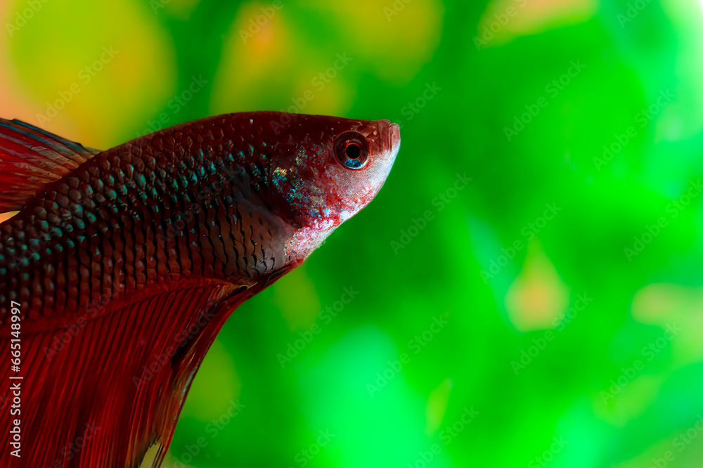 Red cockerel aquarium fish. Fish poses on a green and orange blurred ...