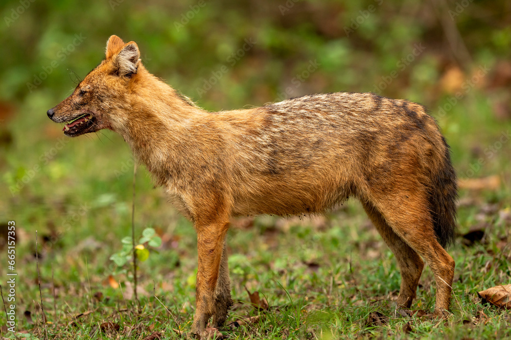 golden jackal or Canis aureus side profile in natural scenic green background in winter season ...