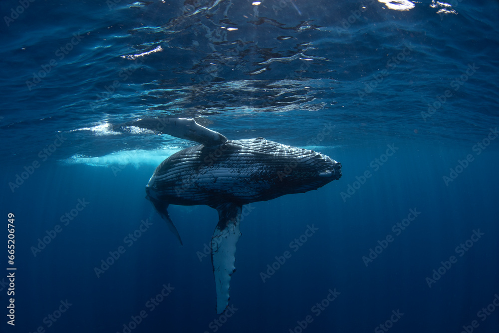 Calf of humpback whale near its mother. Snorkeling with the whales ...