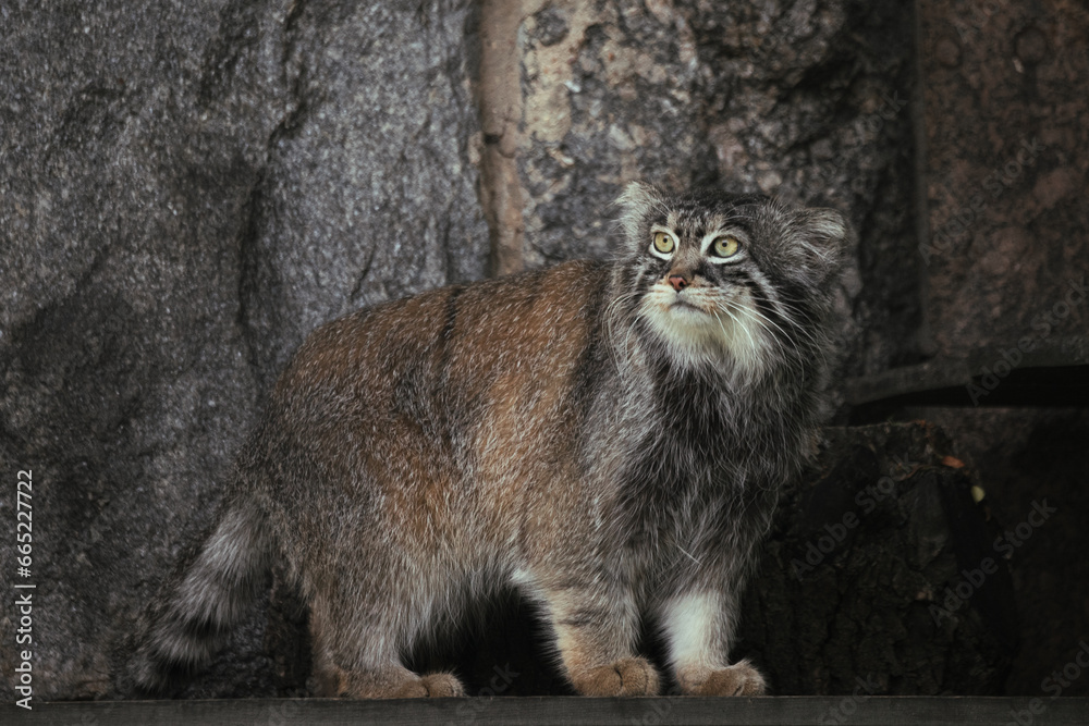 Beautiful Manul cat in the shadow of his den. Manul in zoo during the ...