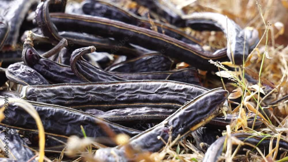 Pods fruit (Samanea saman, saman, rain tree, monkeypod, Chankiri Tree ...