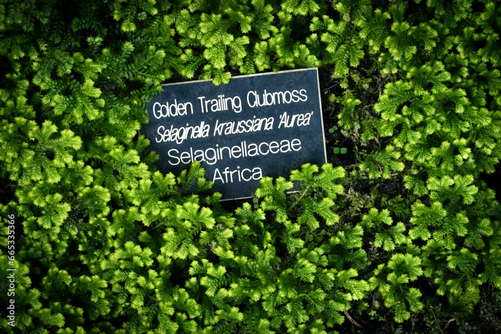 Golden Trailing Clubmoss (Selaginella kraussiana) overgrows its ...