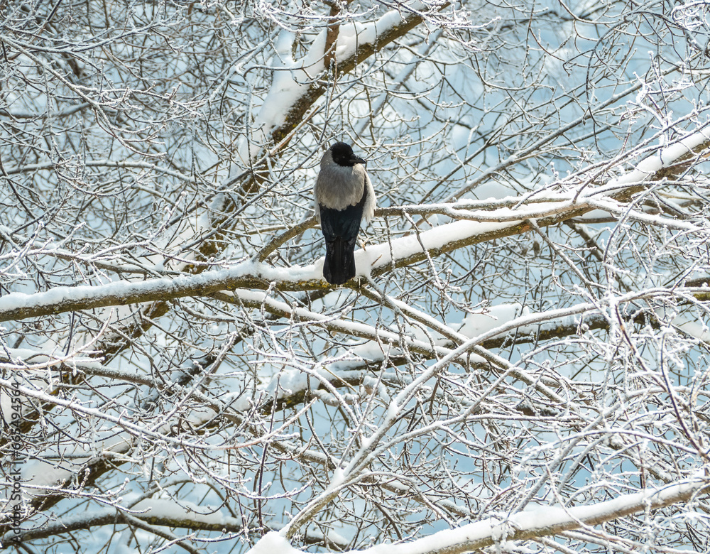 Frost in the forest. Crow are sitting on the snowy branches of birches ...