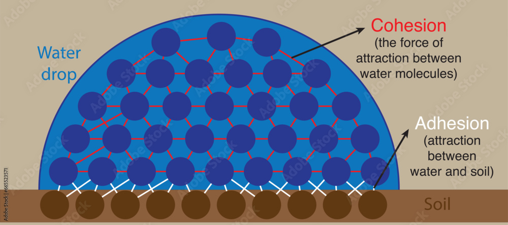 water and soil molecules under the effect of adhesion and cohesion ...