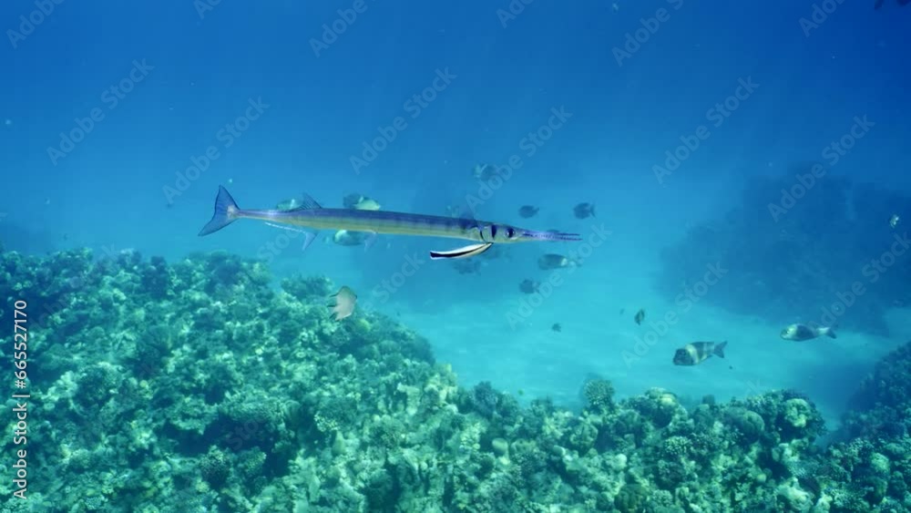 Closeup of Sea pike swims opening mouth at cleaning station, Slow ...