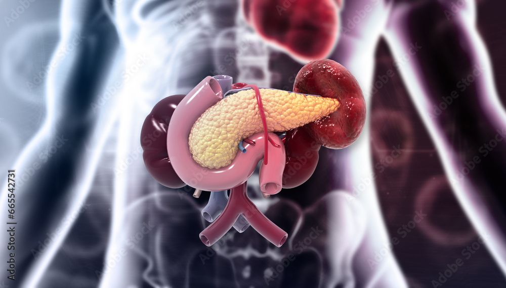 Human body pancreas anatomy. 3d illustration. Stock Illustration ...