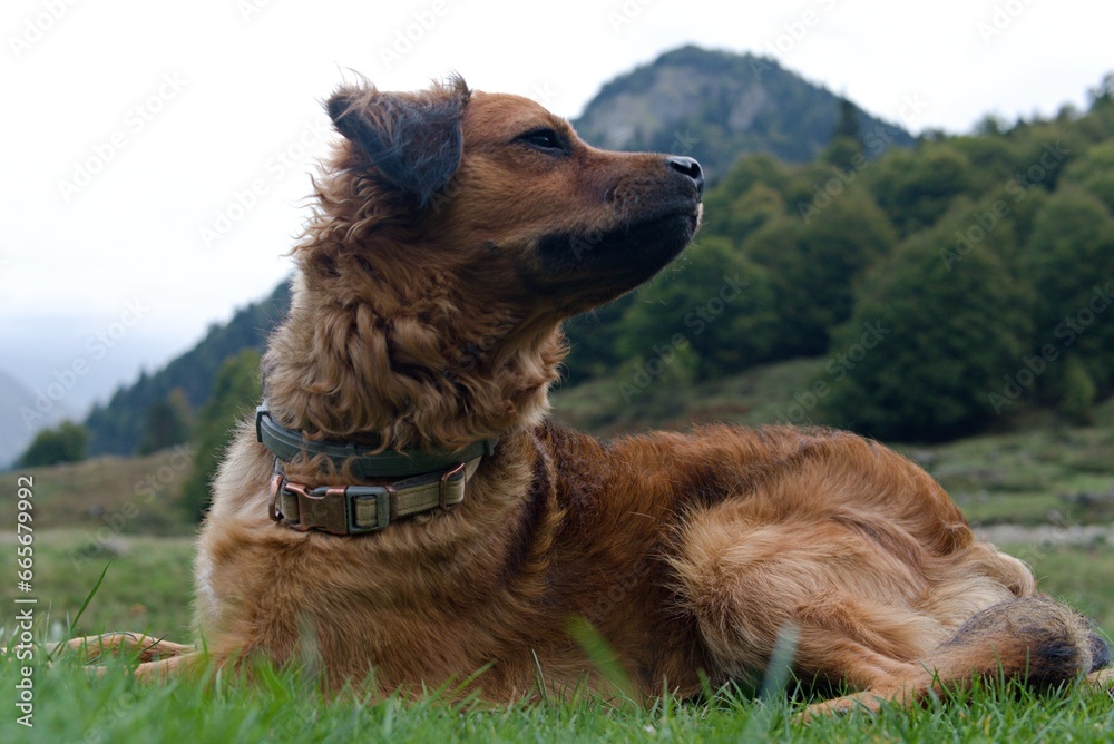 Basque Shepherd dog, in the bush sniffing freedom, breathing healthy ...