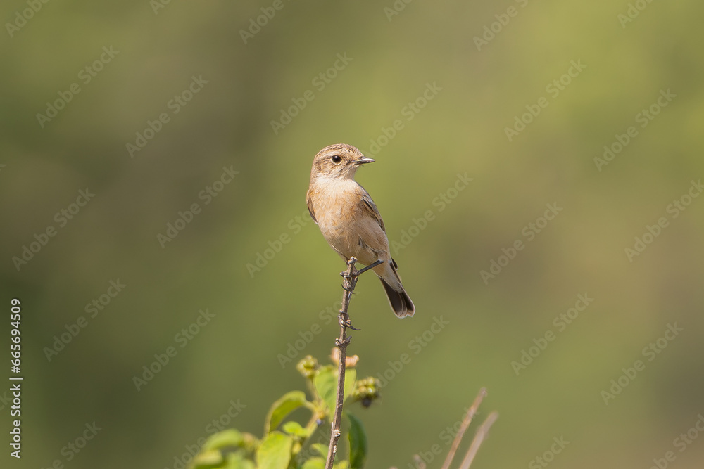 Siberian stonechat, Asian stonechat - Saxicola maurus female perched at ...