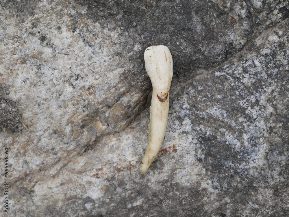 The front tooth of a bear on a block of stone. Incisor tooth of a large ...