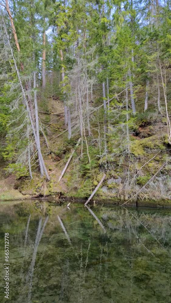 Walk in a real wild forest in spring. The clear water of the spring ...