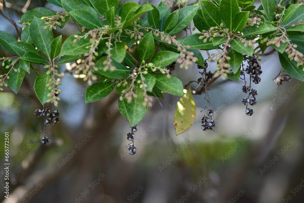 Japanese andromeda ( Pieris japonica ) seeds and buds. Ericaceae ...