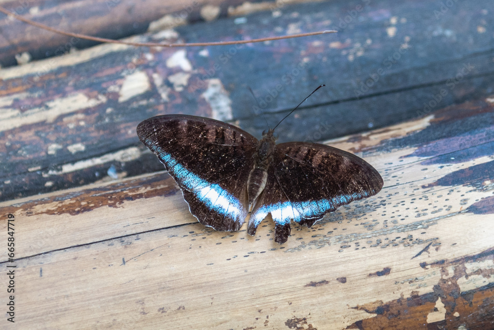 Tanaecia iapis is one of the commoner butterfly species and It is found ...