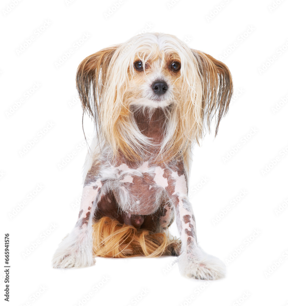 Chinese Crested dog, studio and white background for pet care, health ...