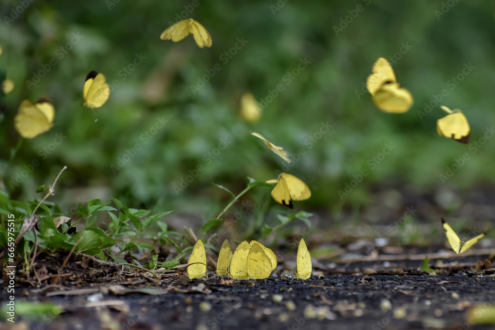 Exploring the mini world of insects which is much more colorful and ...