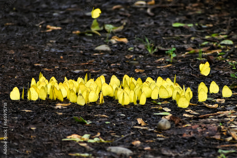 Exploring the mini world of insects which is much more colorful and ...