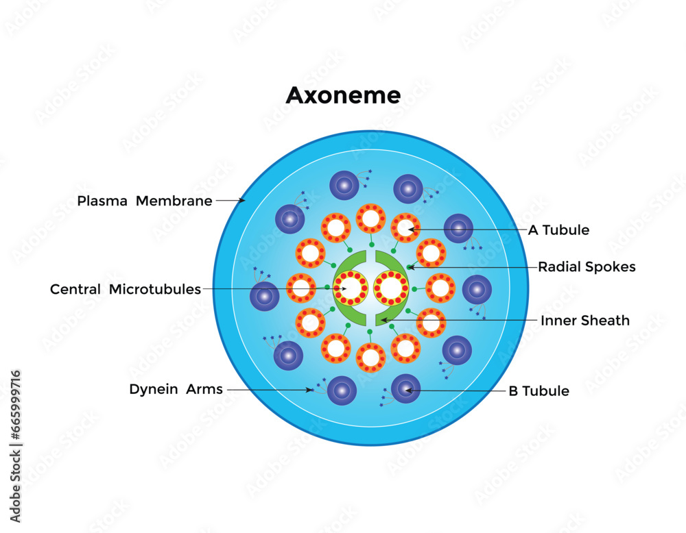 Axoneme is the part of flagella and cilia that lies outside the cell ...
