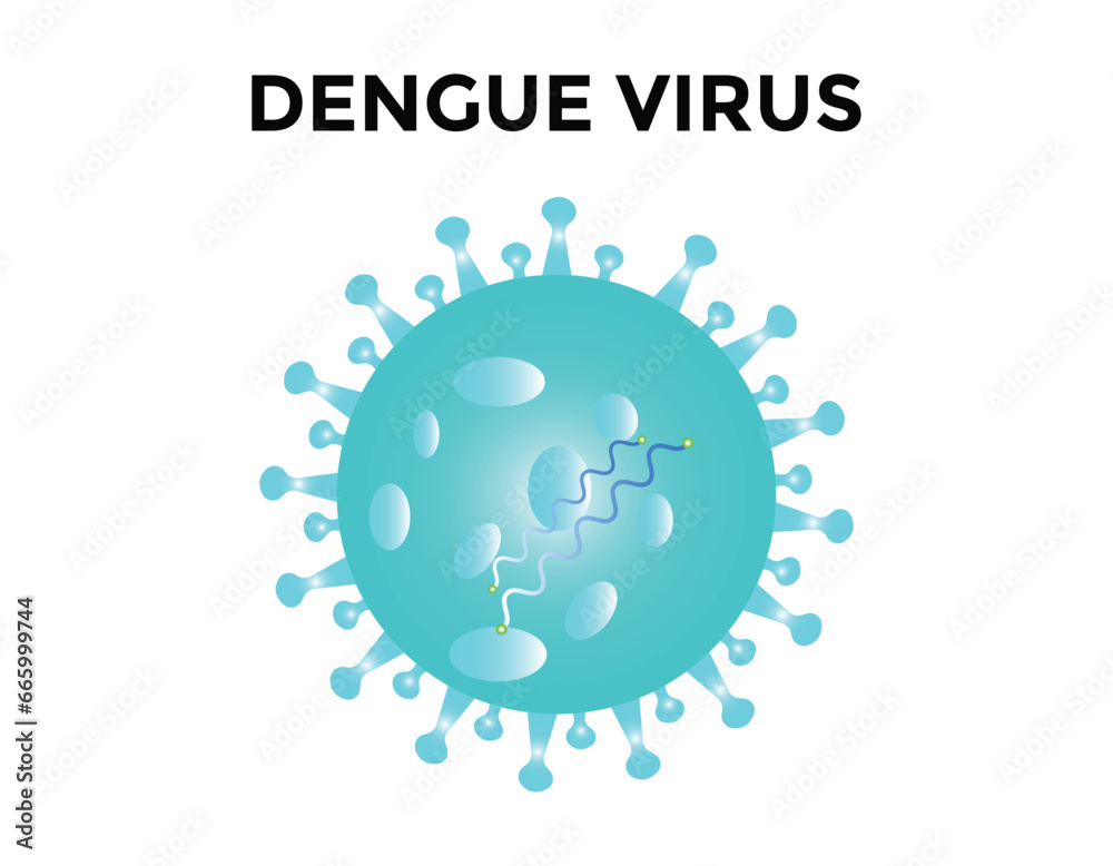 Dengue virus. Dengue virus (DENV) is the cause of dengue fever. It is a ...