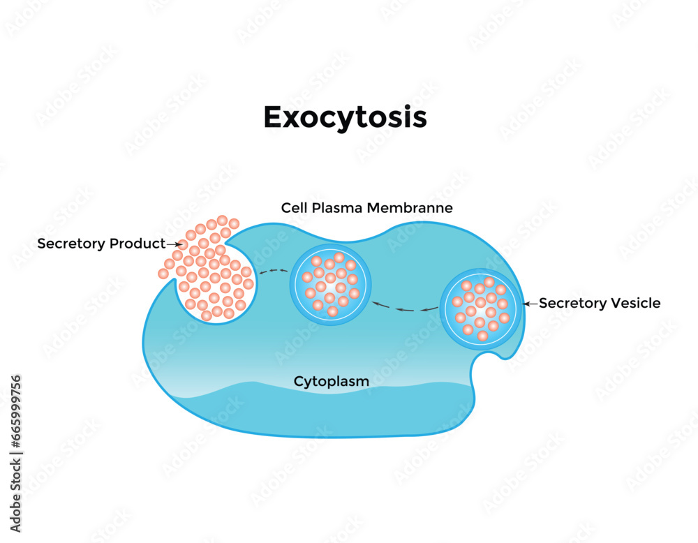 Exocytosis vesicle transport that carries very large molecules across ...