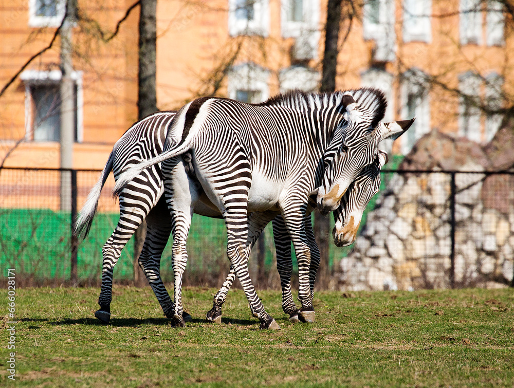 Zebra. Zebras are a type of wild horses. All zebras have the same type ...