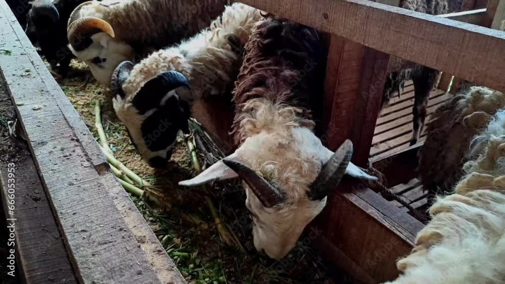 Goat or sheep are four-legged ruminants with thick hair that are kept ...