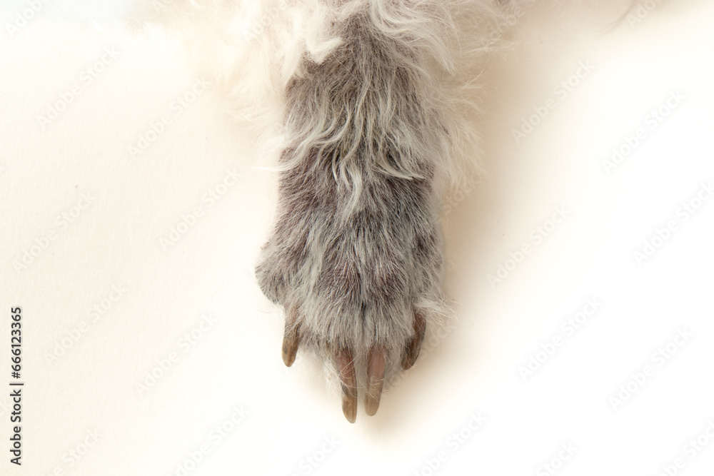 Front view of feet of poodle dogs with fungal diseases on the legs and ...