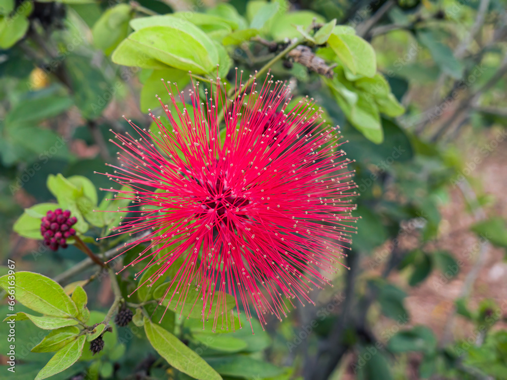 Red calliandra Red Powder Puff flowers that are blooming and ...