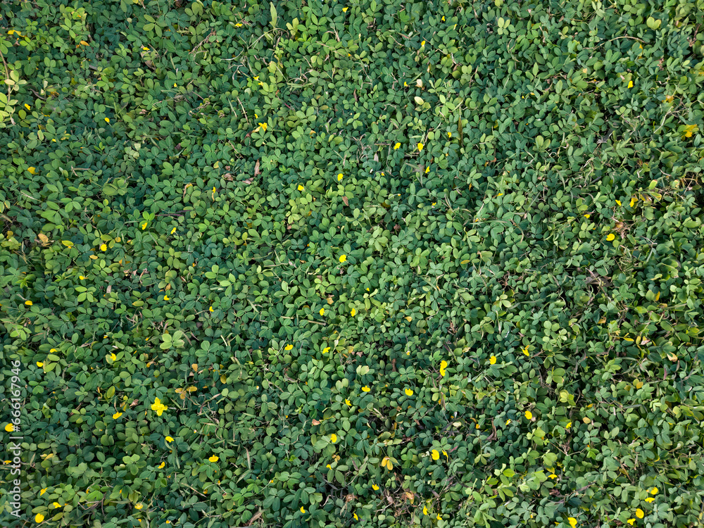Close up of green three leaf clover covering (ground cover) above ...