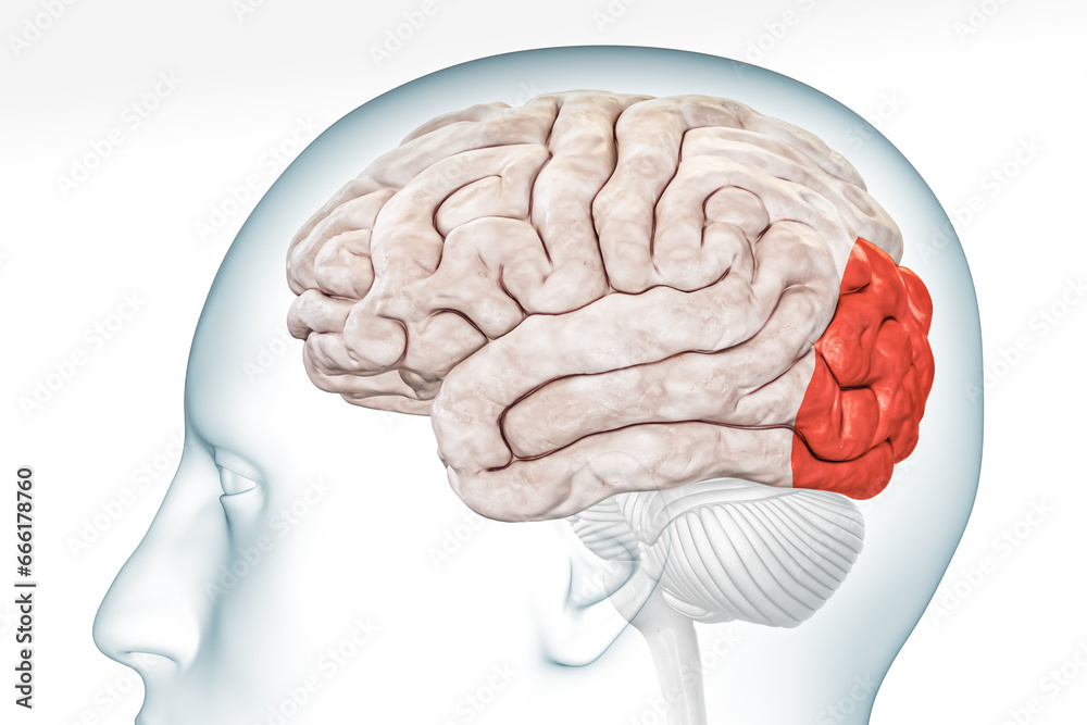 Cerebral cortex occipital lobe in red color profile view with body ...