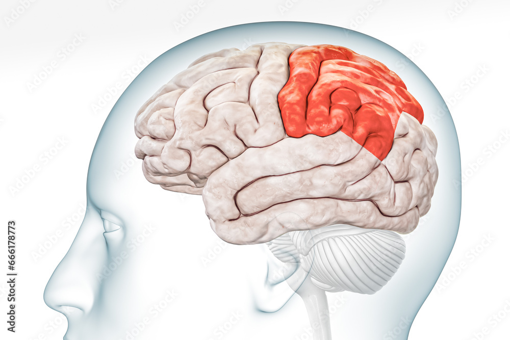 Cerebral cortex parietal lobe in red color profile view with body ...