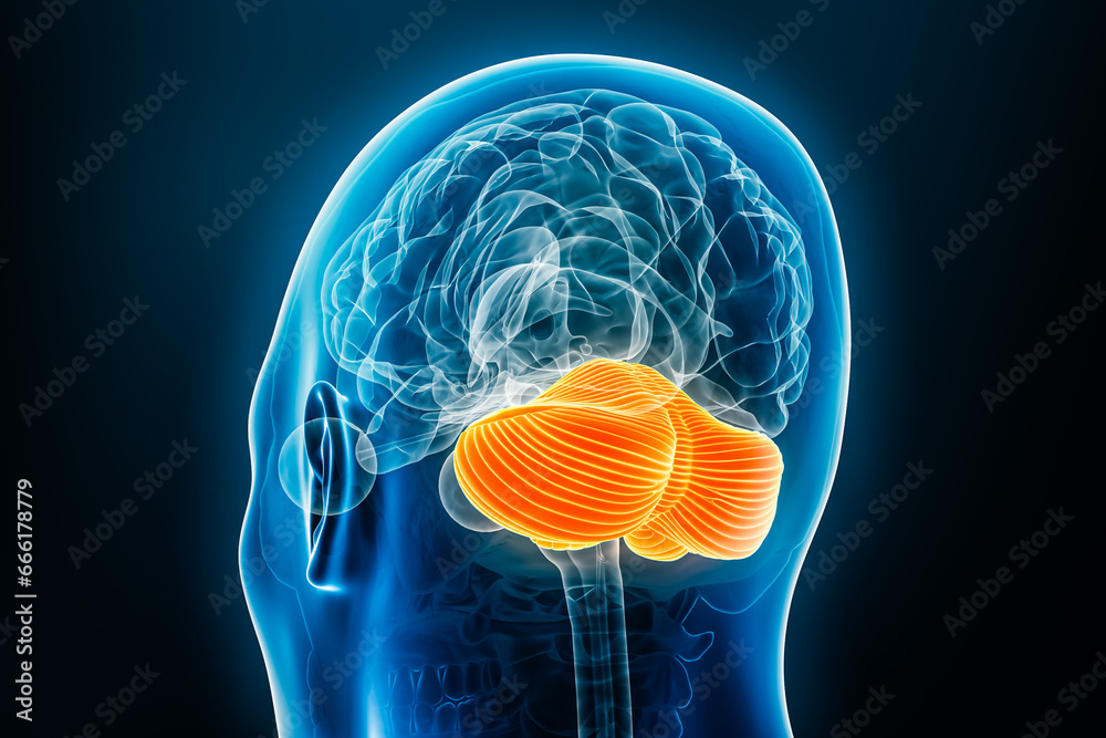 Xray rear view of the cerebellum 3D rendering illustration with blue ...