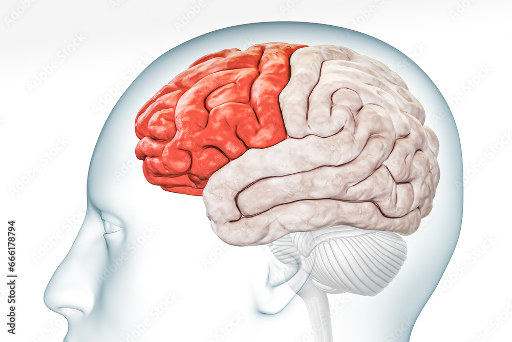 Poster Cerebral Cortex Frontal Lobe In Red Color Profile View With Body Isolated On White