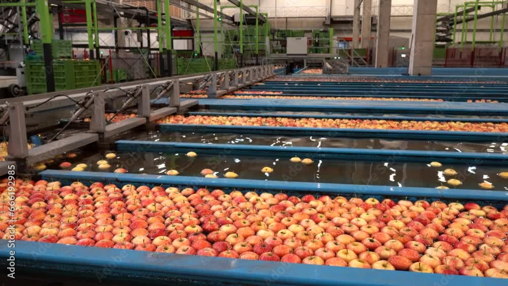 Modern Apple Processing Plant - Apple Grading and Sorting. Apples in Flumes Transported by Sort ...