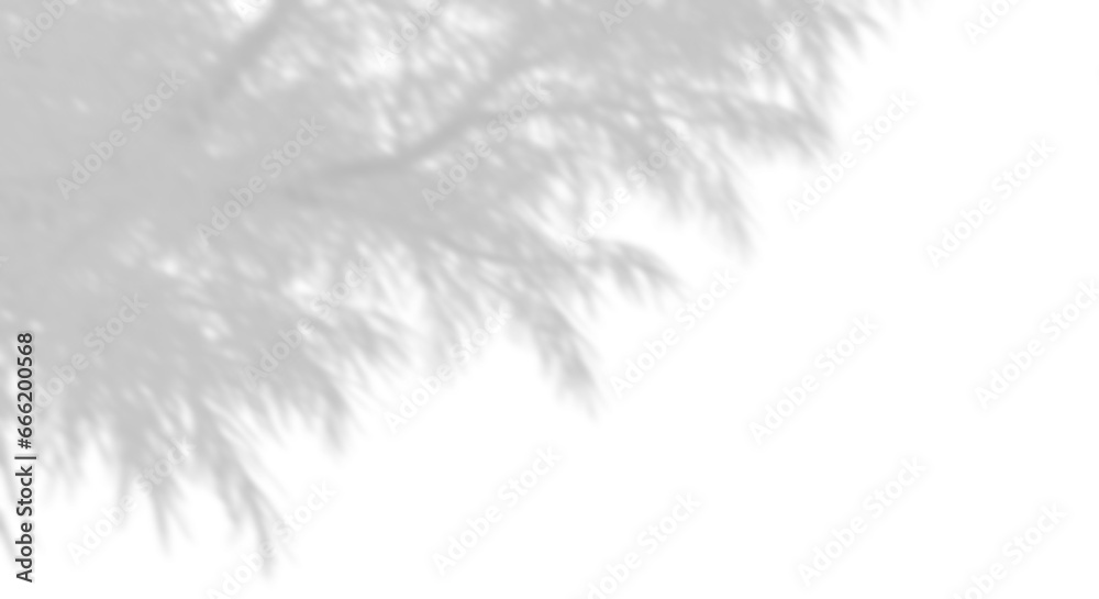 Shadow shade tree leaves movement layout on transparent backgrounds 3d ...