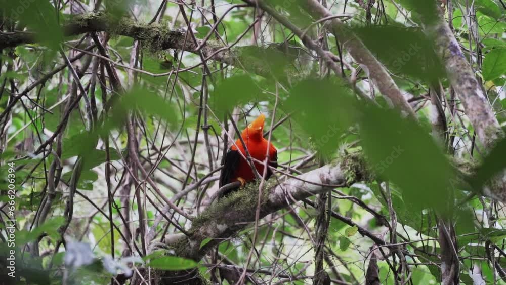 Andean cock of the rock, Rupicola peruvianus, a bright orange passerine ...