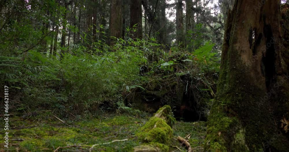 Giant tree with big hole in forest at alishan national park Stock Video ...