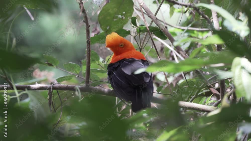 Andean cock of the rock, Rupicola peruvianus, a bright orange passerine ...